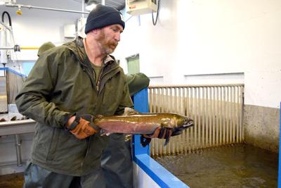 $66 million funded for Trinity River Hatchery modernization ...