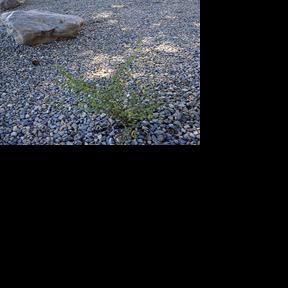 Trinity Lands & Communities | Columnists | trinityjournal.com