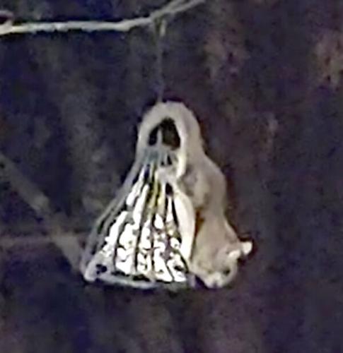 flying squirrel skeleton