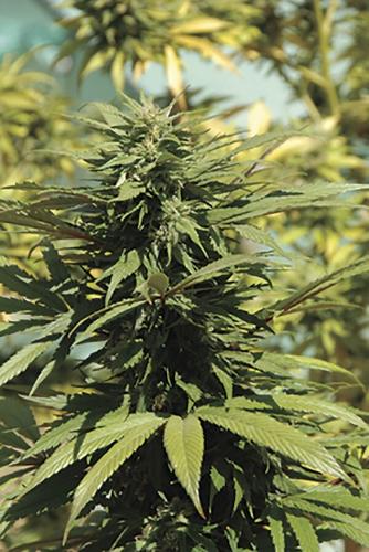 $3.3 million cannabis grant awarded to Trinity County | Marijuana ...