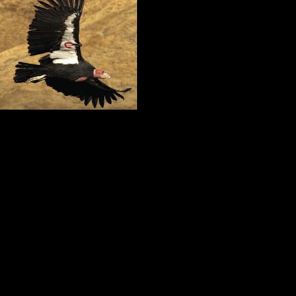 Condor shooting under investigation | News | triplicate.com