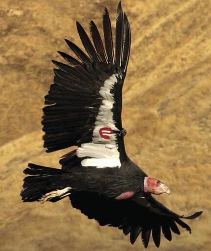 Condor shooting under investigation | News | triplicate.com