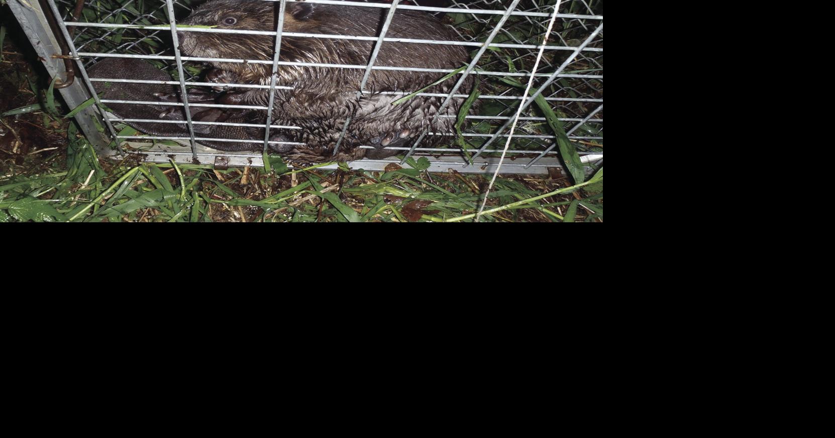 Beavers are well established and moving through the Oregon Coast Range ...