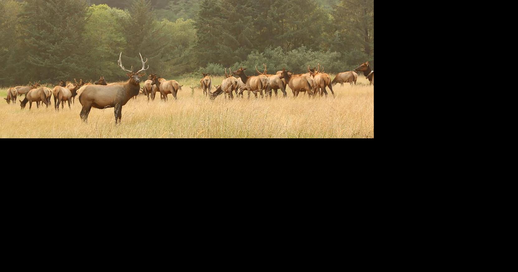 Biologists look to hunters, public, for help discovering elk hoof ...