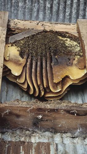 Bee hives moved from Smith River home | Community | triplicate.com