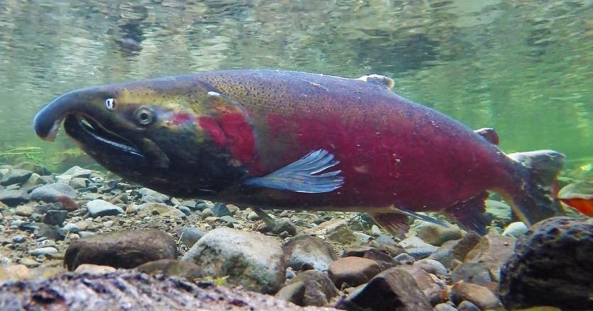 Threatened Coho return to Upper Klamath: First time in six decades ...