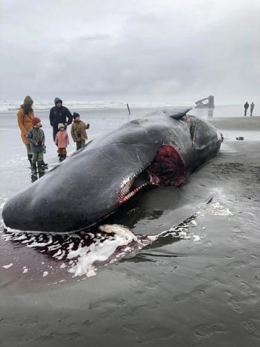 beached sperm whale