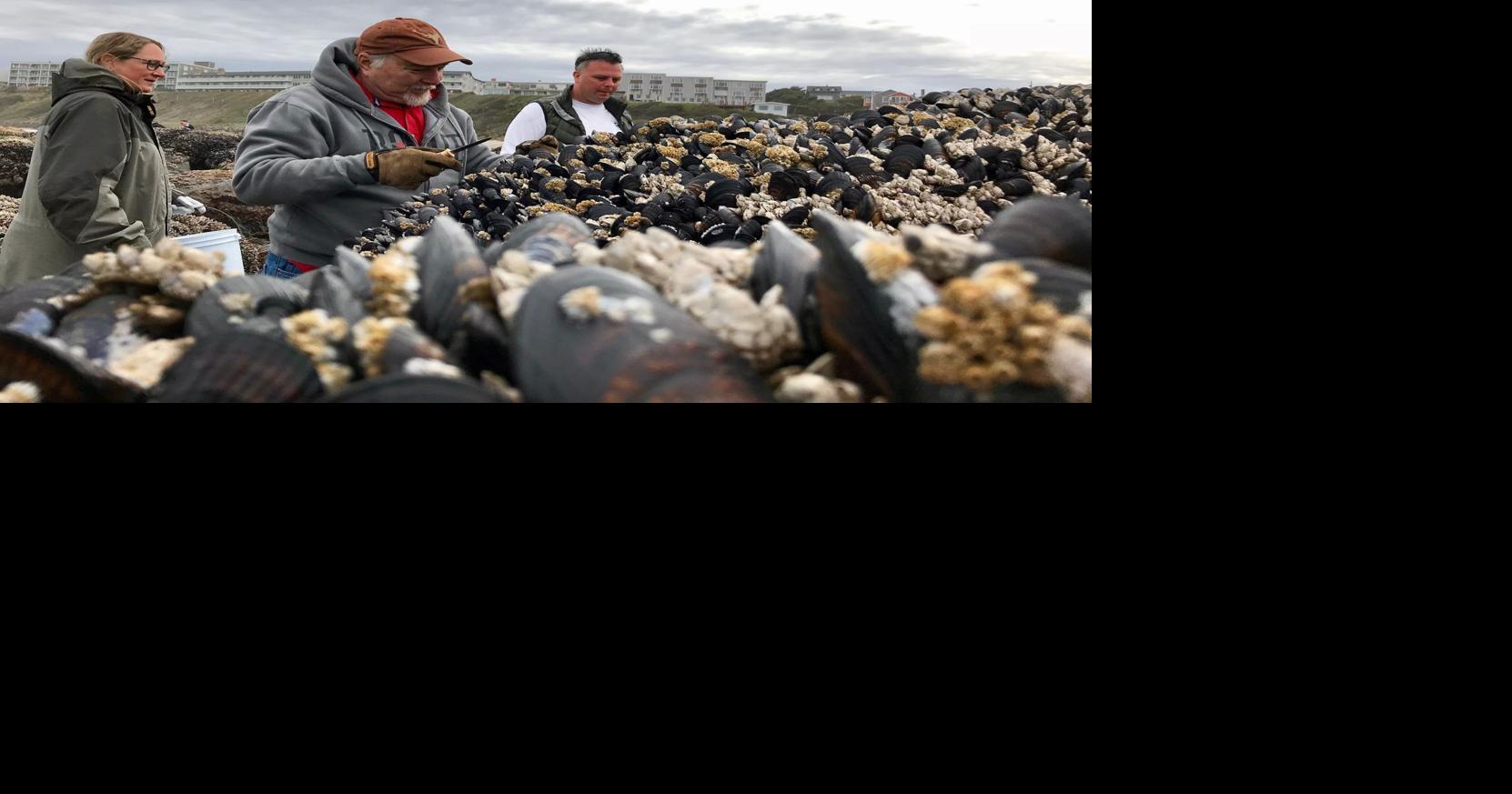Mussel and razor clam harvesting opens on the Central Coast | News ...