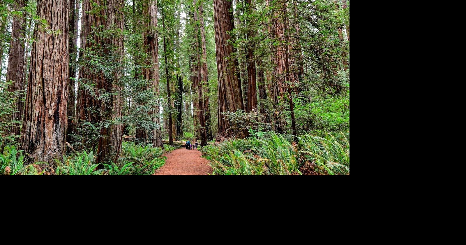 The Fascinating World of Camping | News | triplicate.com