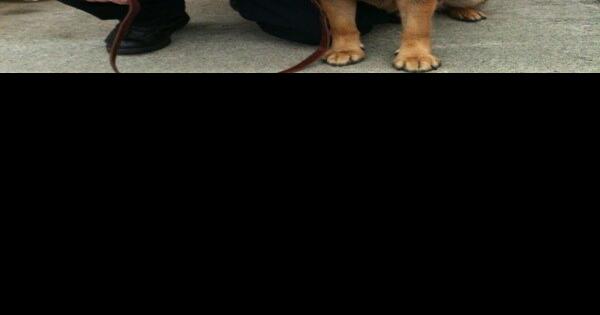 Former CCPD K9 officer Ares passes | News | triplicate.com