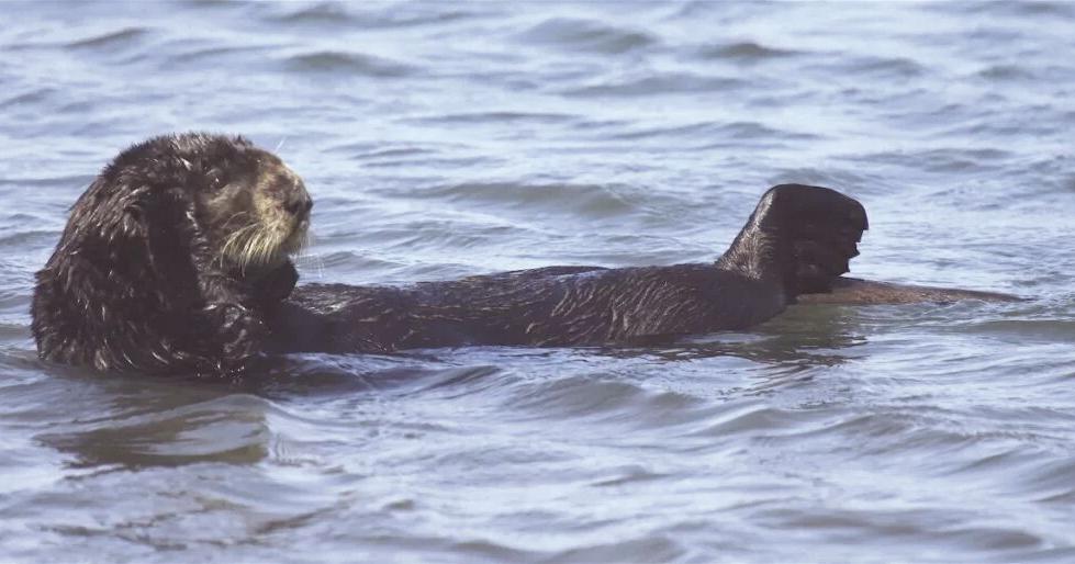 Coastal Conservancy announces Two Del Norte Projects | News ...
