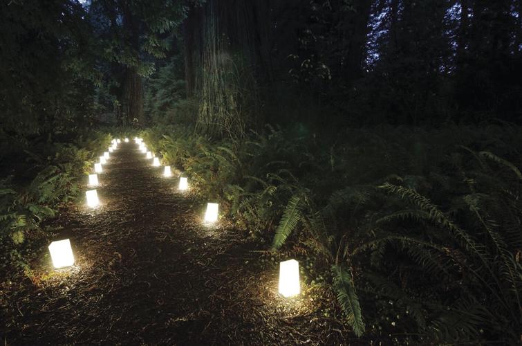 34th Candlelight Walk through Redwoods scheduled | Community ...