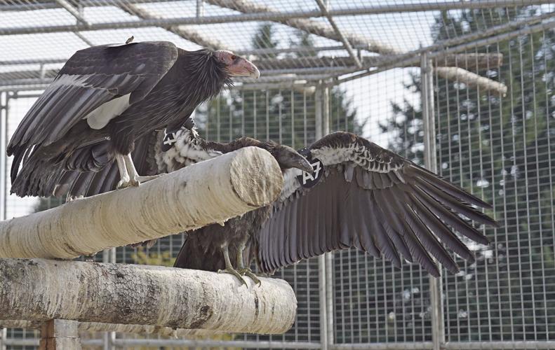 More condors released over the redwoods | News | triplicate.com
