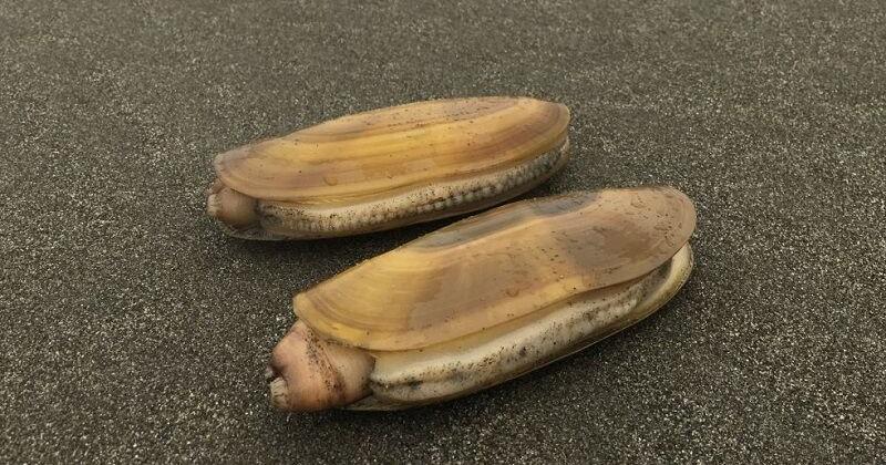 Fish and Wildlife director closes Razor Clam Fishery in Del Norte ...