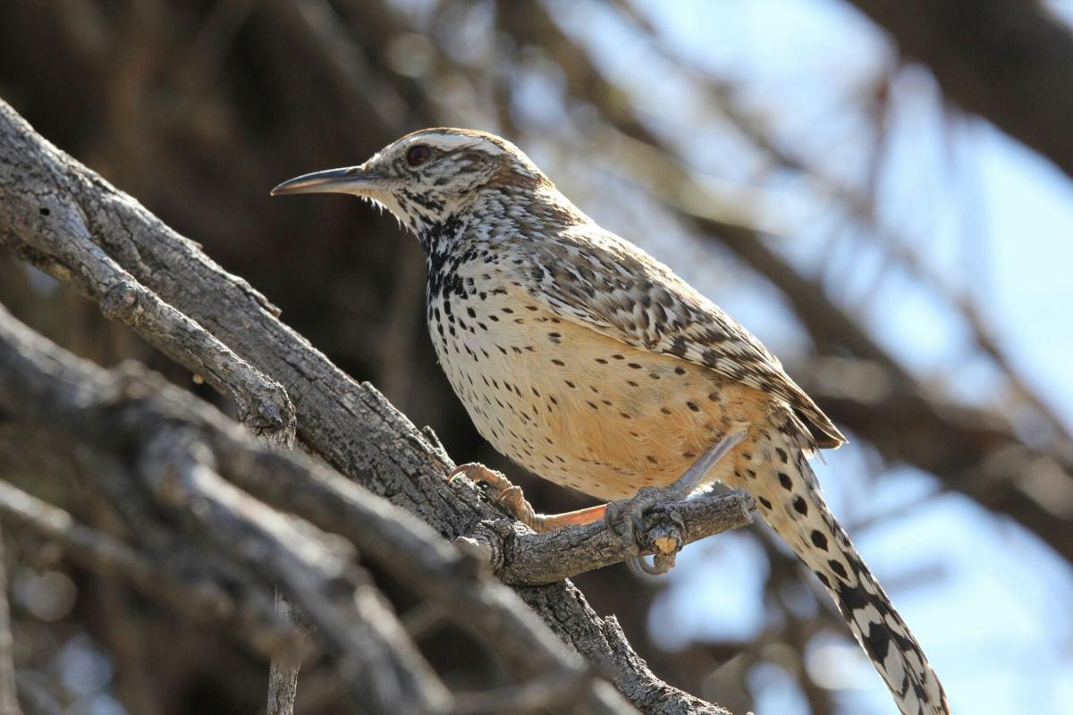 Tucson Birdwatching Guide | Guides | tucsonlifestyle.com