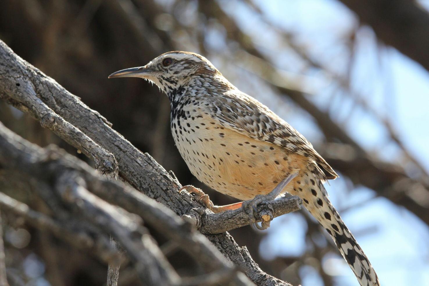 Tucson Birdwatching Guide | Guides | tucsonlifestyle.com