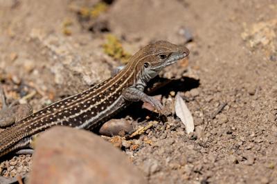 Desert Grassland Whiptail | Wildlife | tucsonlifestyle.com