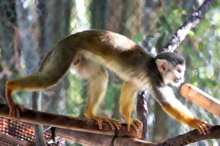 Say Hello to Hudson! A Playful Squirrel Monkey Joins Reid Park Zoo ...