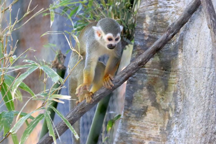 Say Hello to Hudson! A Playful Squirrel Monkey Joins Reid Park Zoo ...