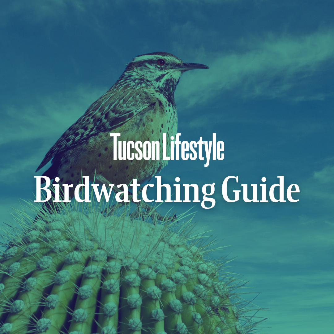 Tucson Birdwatching Guide | Guides | tucsonlifestyle.com