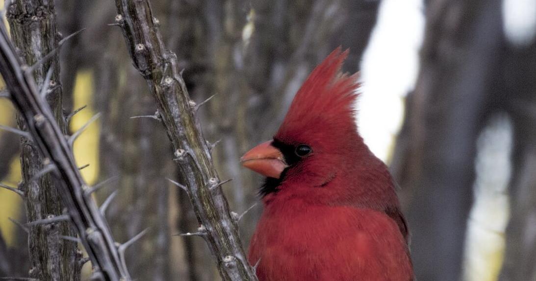 Northern Cardinal | Local | tucsonlifestyle.com