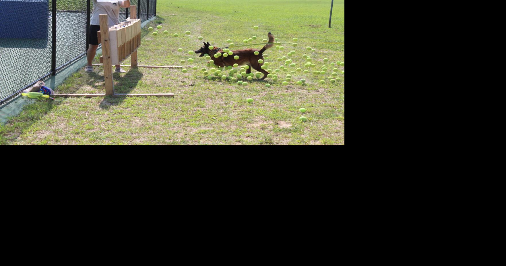 On the ball: Tennis team donates to police K9 | Local News ...