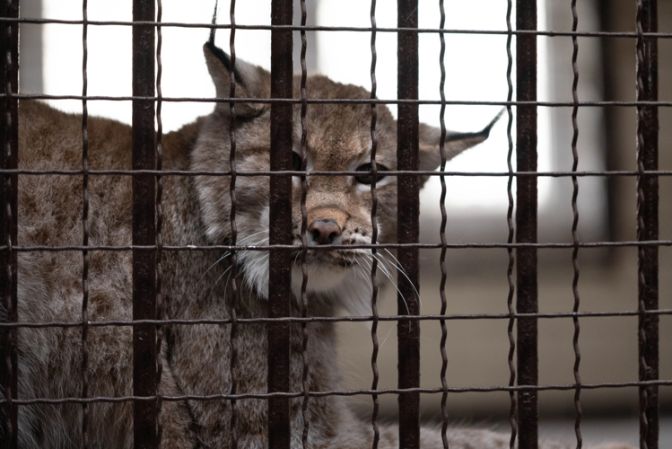 Animal sanctuary races to rescue lynx from war-torn Ukraine | National ...