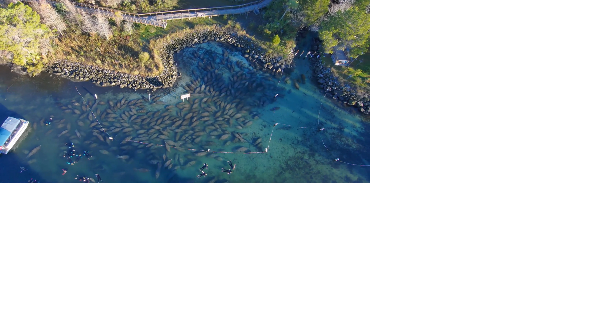Hundreds of manatees huddle together to keep warm during cold snap ...