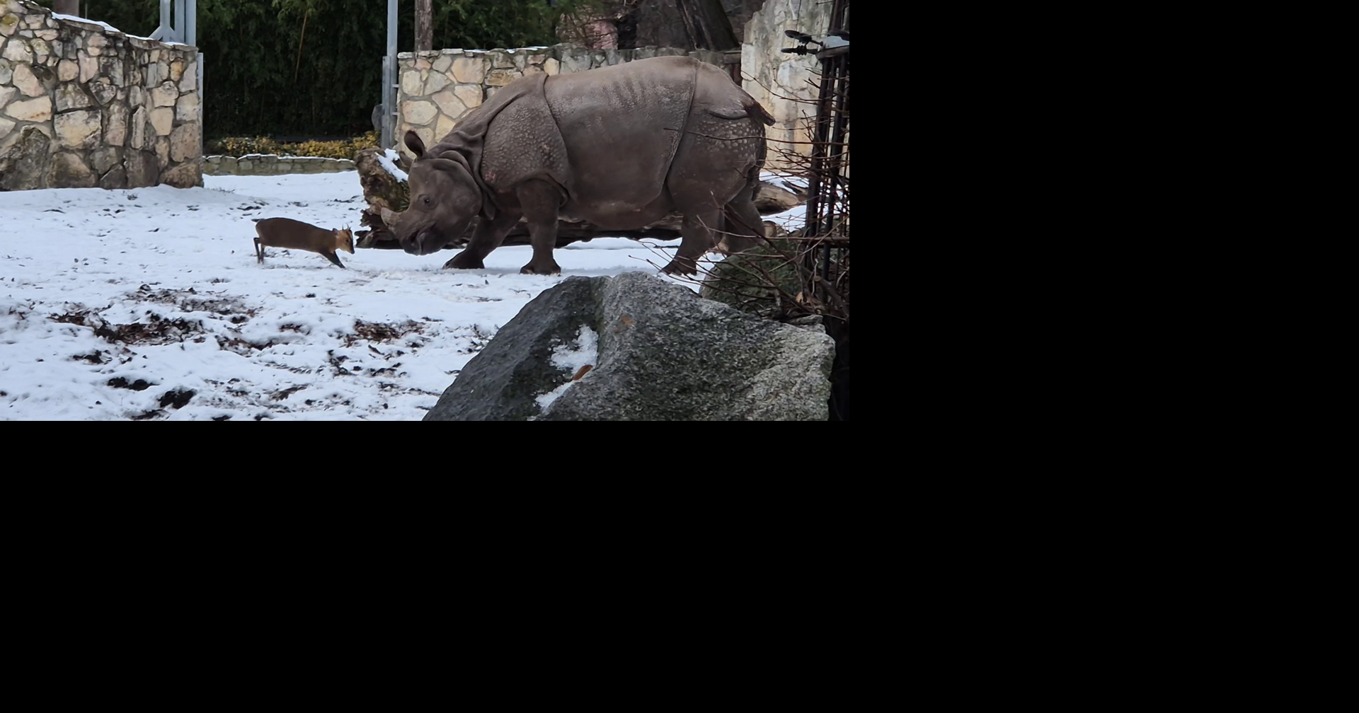 Tiny deer comes out on top while facing rhino | National News ...