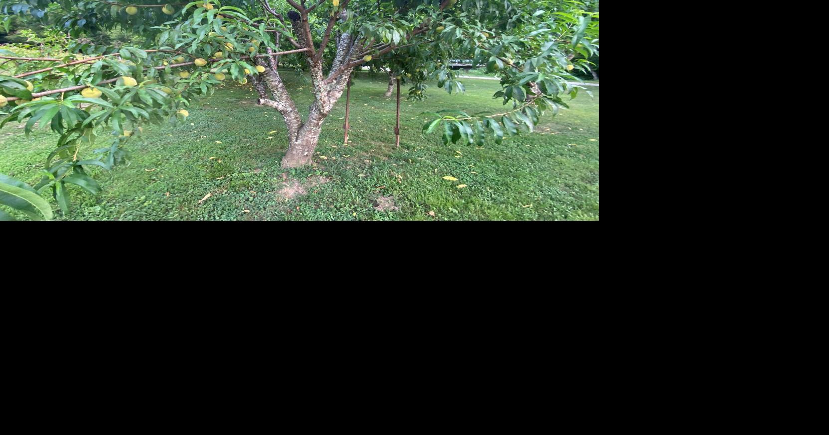Neal Creek Retreat to host Peach Festival | Local News | tullahomanews.com