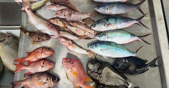 Even fish from remote parts of world still soiled by microplastics ...