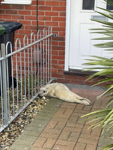 Postman rescues baby seal found outside front door | National News ...