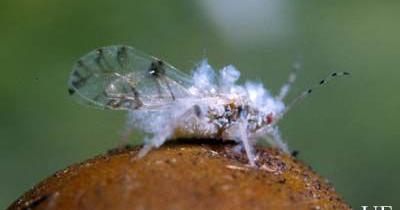 fuzzy white flying insect