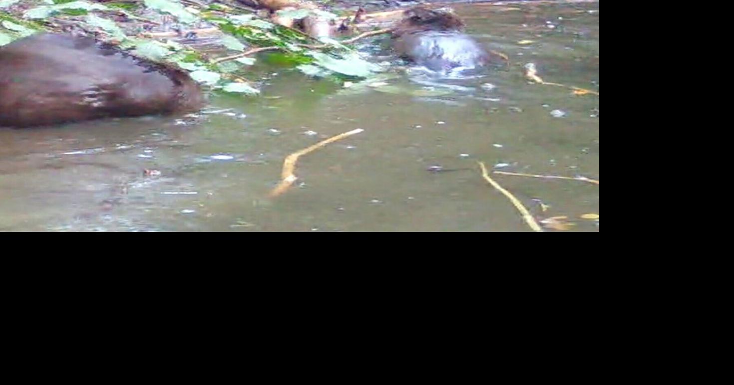 Camera catches beavers working together to build dam | National News ...