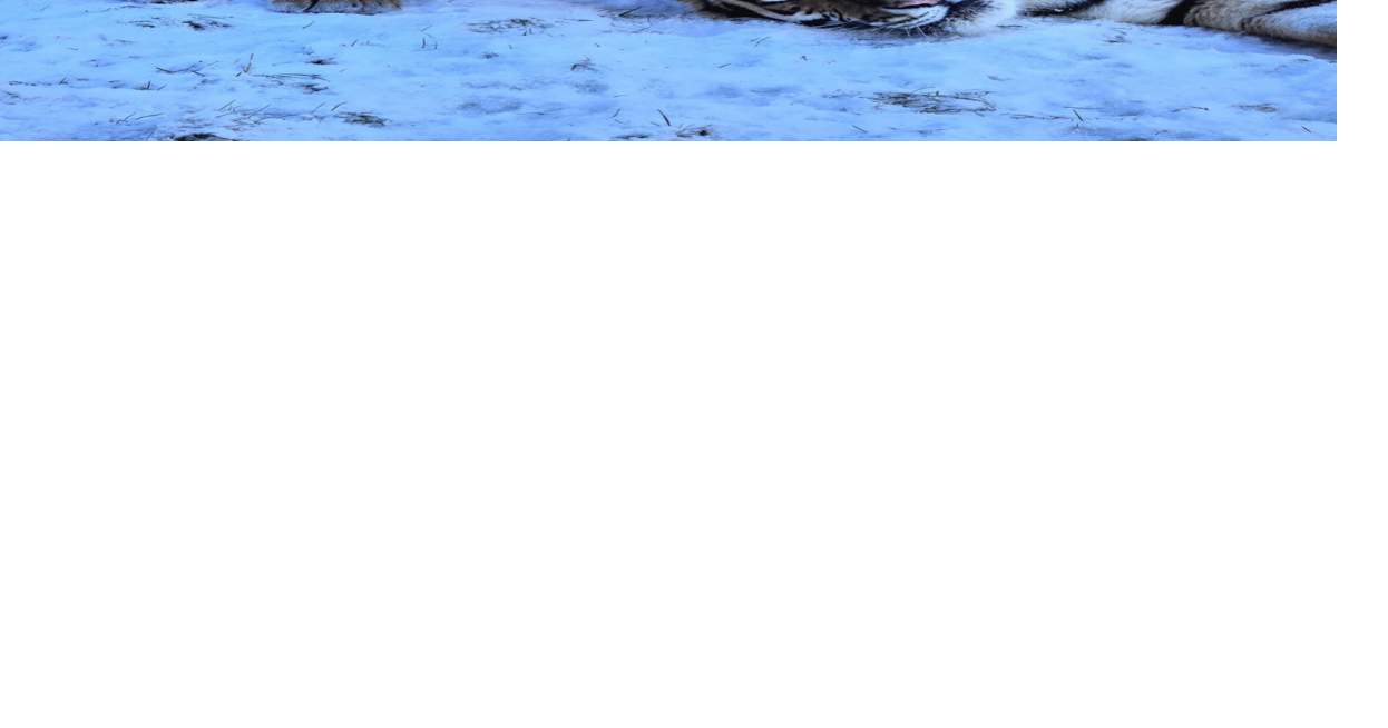 Tiger cubs enjoy their first snow day | National News | tullahomanews.com