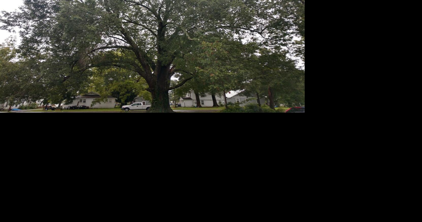 City and TUA earn national recognition for trees | Local News ...