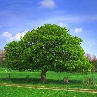 American chestnut tree in race from extinction | Local News ...