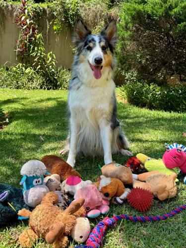 Dogs learn new words by eavesdropping on their owners | National News ...