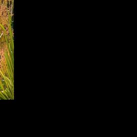 Post Office holds hiring fair | Local News | tullahomanews.com