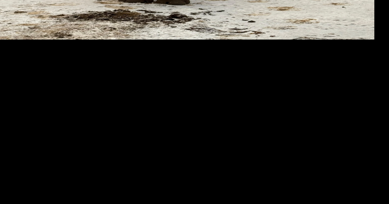 Penguins and baby rhinos enjoy first snow | National News ...