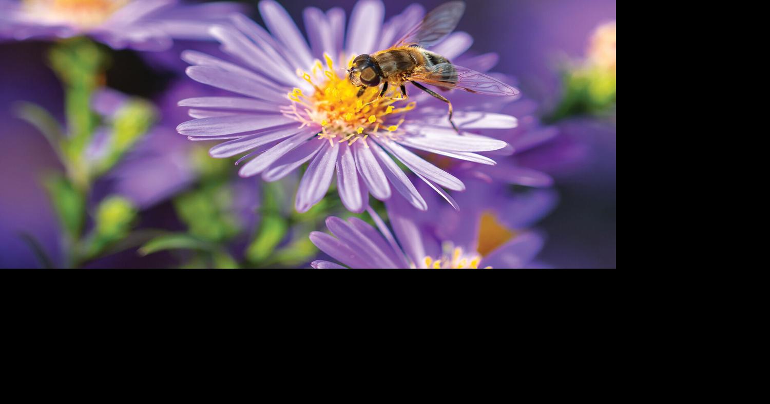 Buzzing about: Advice on pollinator gardening for bees | Lifestyle ...