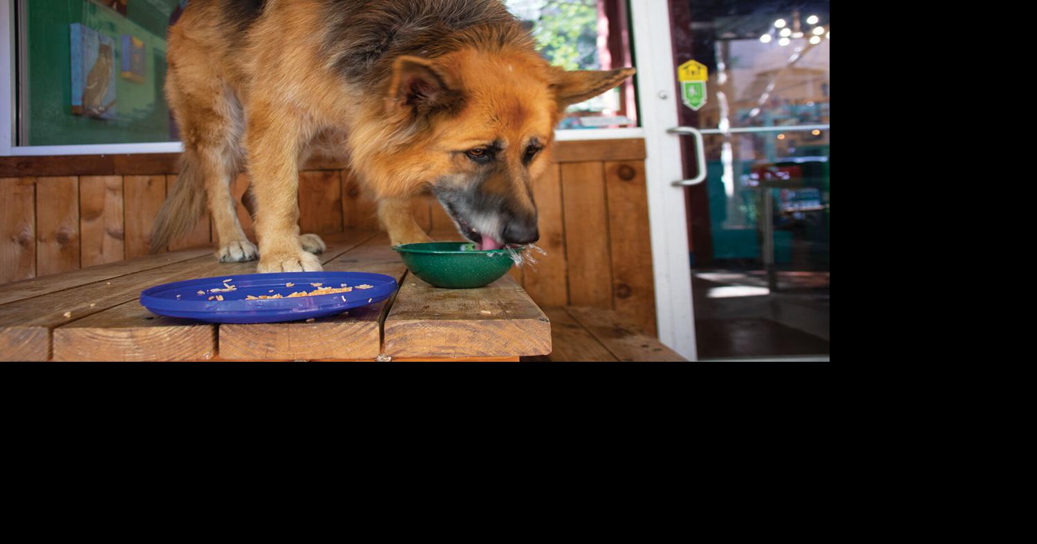 Four-legged lunch date: Dog-friendly spots and menu items | What's ...