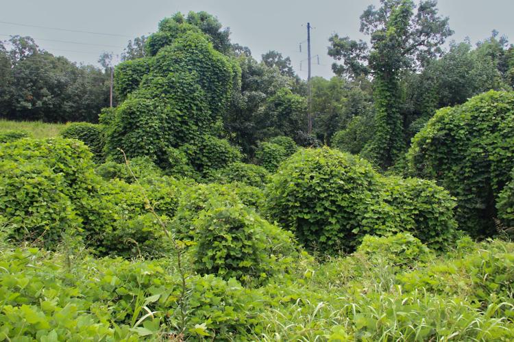Backyard Biodiversity: A Q&A with author and ecologist Priscilla ...