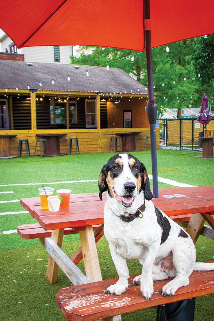 Dog days of summer: Tails and Ales dog park bar in Tulsa welcomes dogs ...