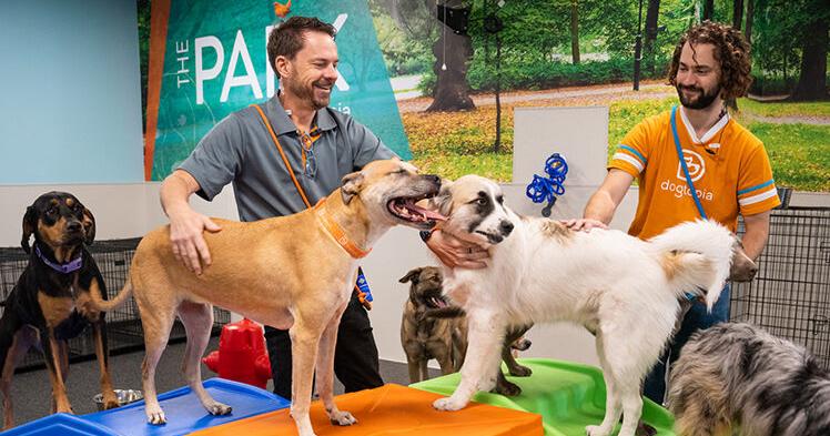 Must love dogs: Former architect redesigns himself into a pet industry ...