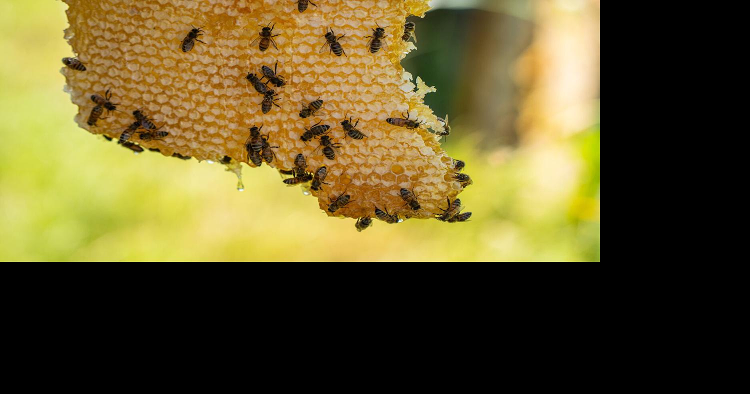 Bee-hind the scenes: Local honey farm produces a robust product lineup ...