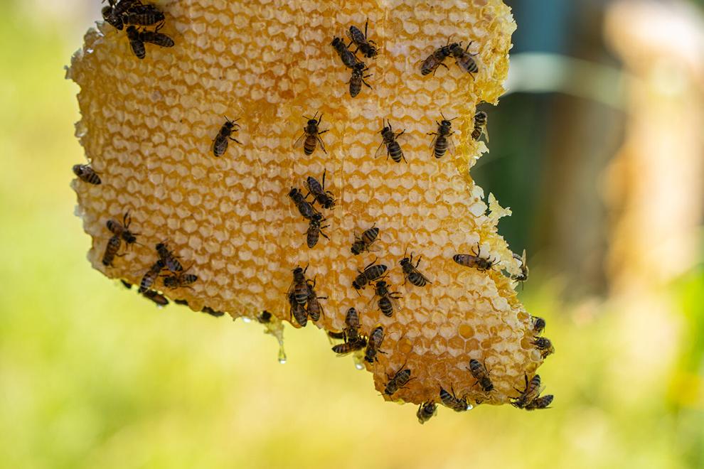 Bee-hind the scenes: Local honey farm produces a robust product lineup ...