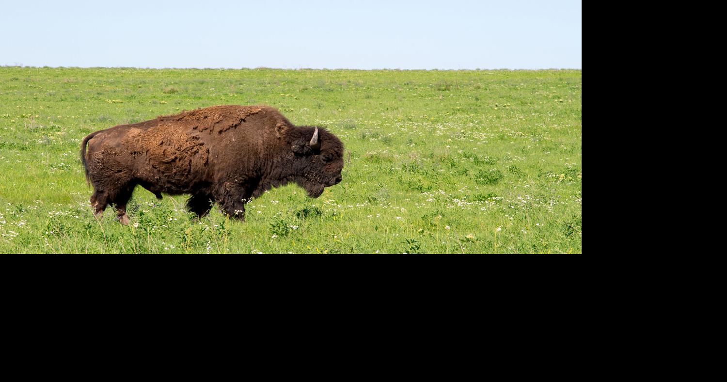 Naturally cool: 4 ways to experience Oklahoma’s diverse ecoregions as ...