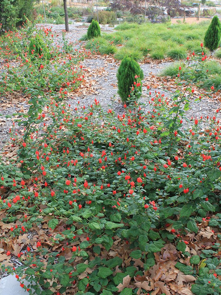 Proven plants: 4 selections perfect for Oklahoma’s growing season and ...