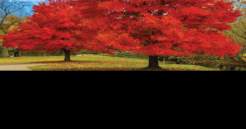 What Oklahoma Proven tree is best for your yard? | Lifestyle ...